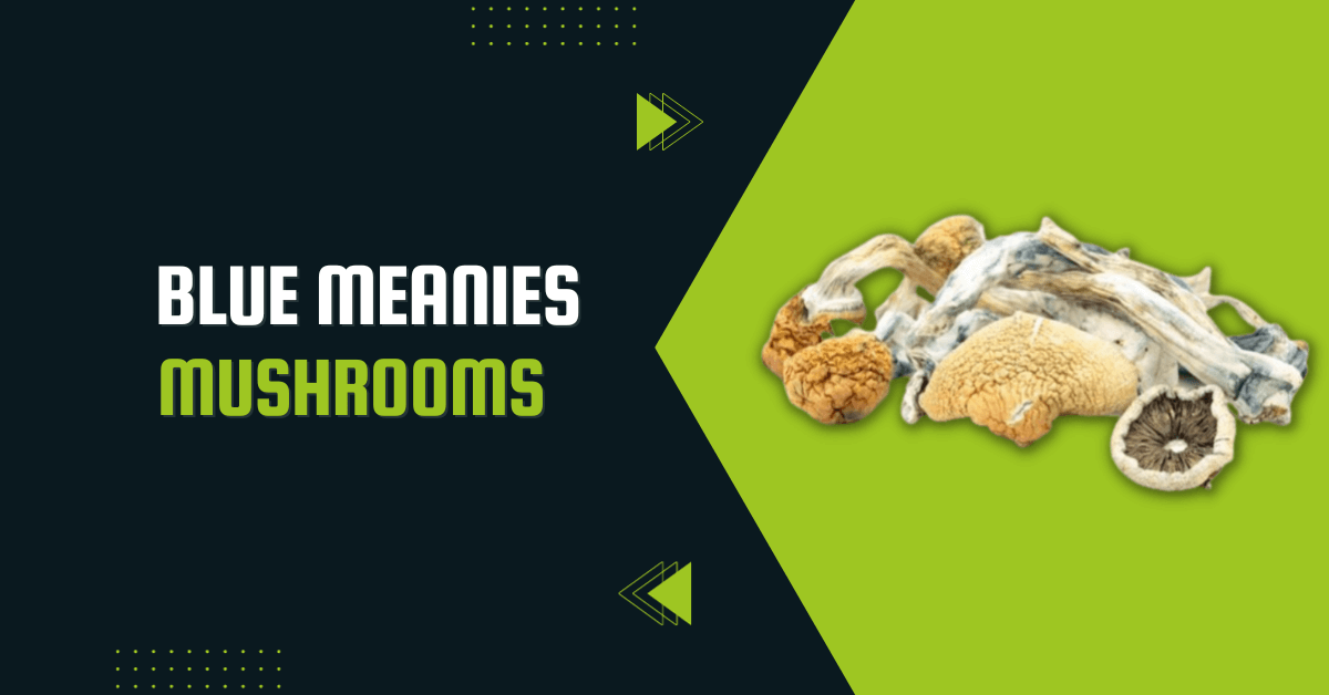 Blue Meanies Mushrooms: Details, Side Effects And Danger Update ...